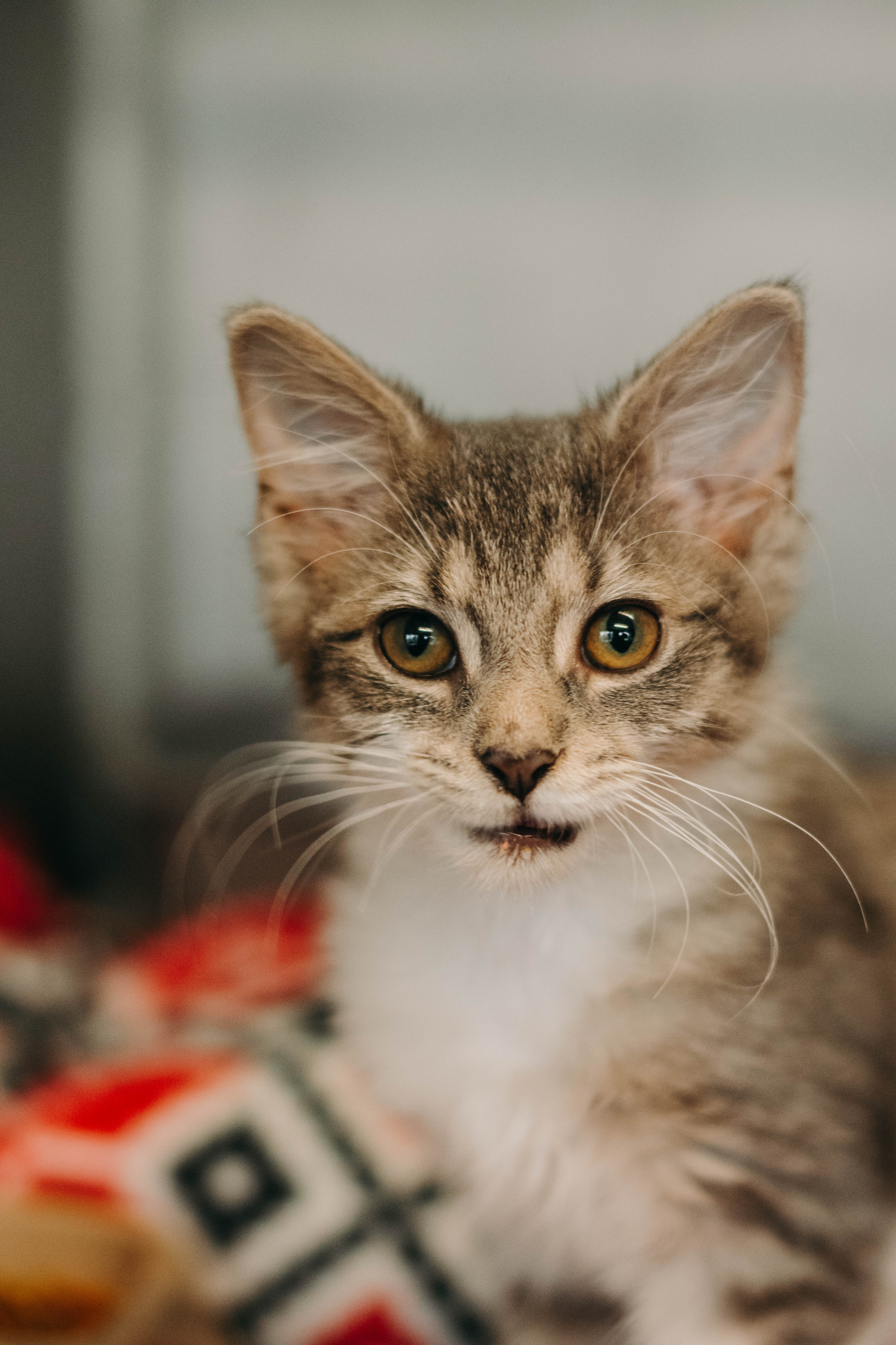 Shenango Valley Animal Shelter – No Kill. Animal Control. Adopt.