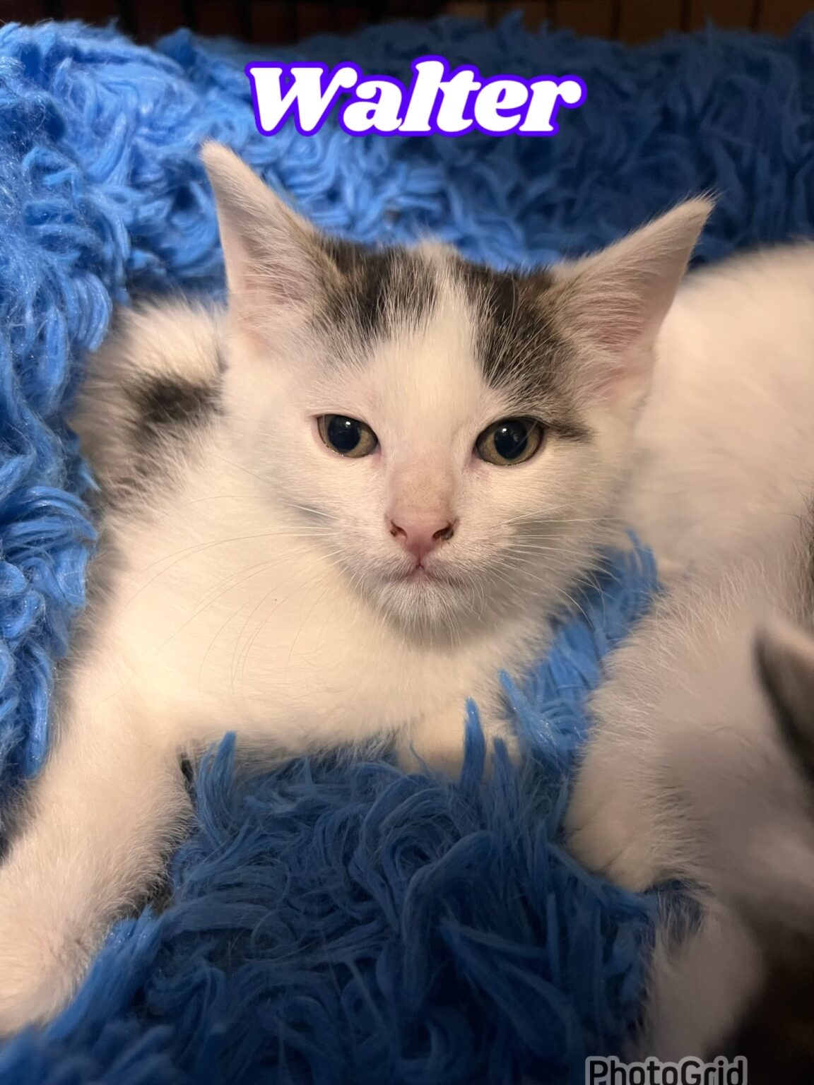 Pets – Shenango Valley Animal Shelter
