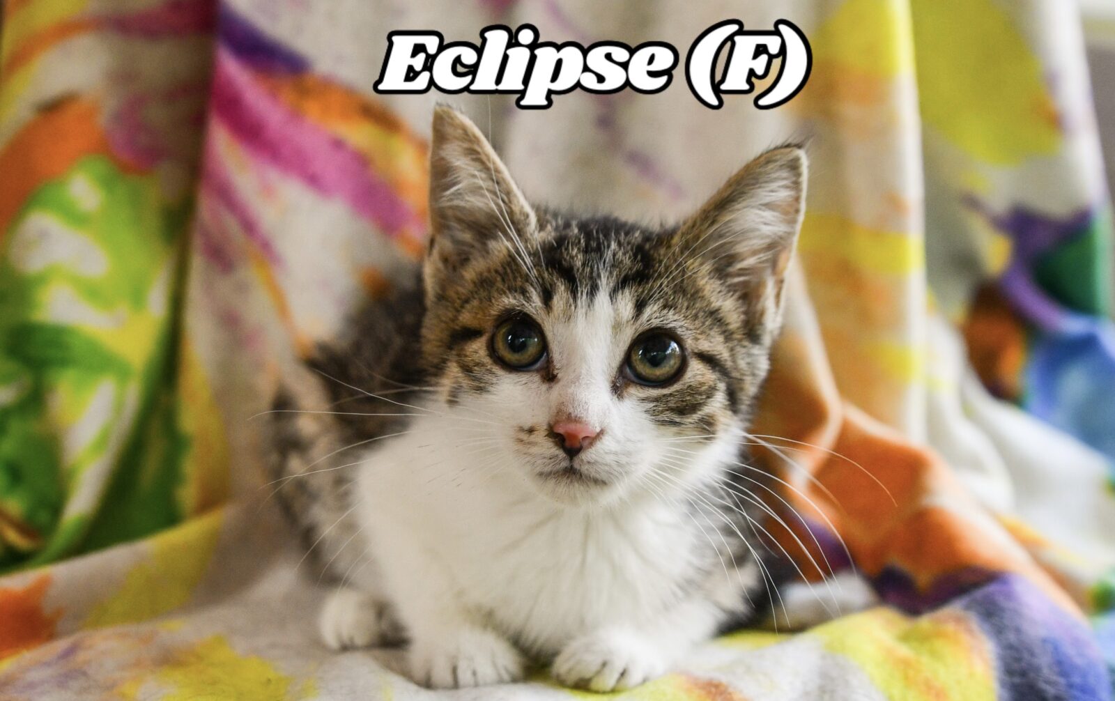 Pets – Shenango Valley Animal Shelter