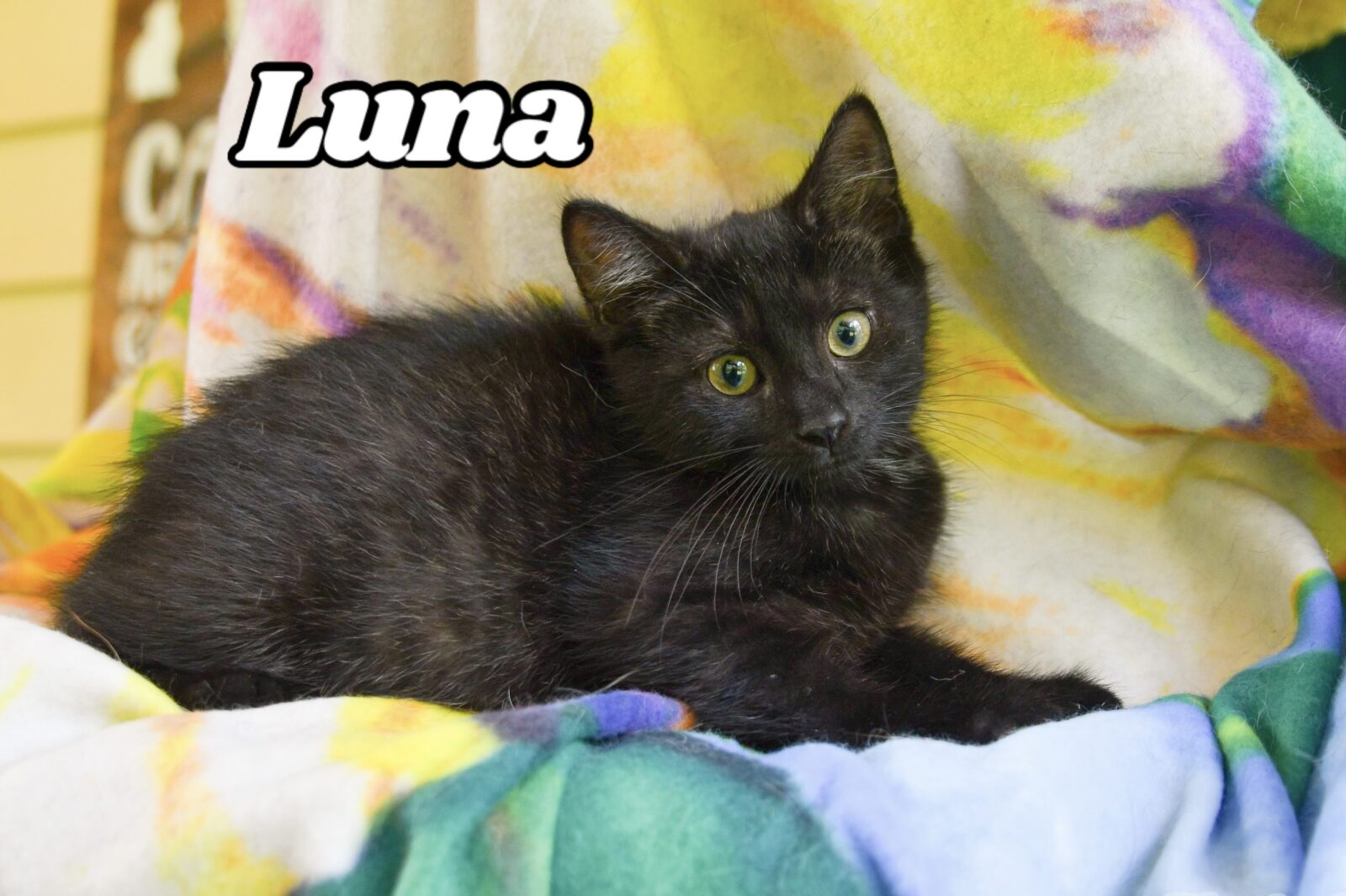 Pets – Shenango Valley Animal Shelter