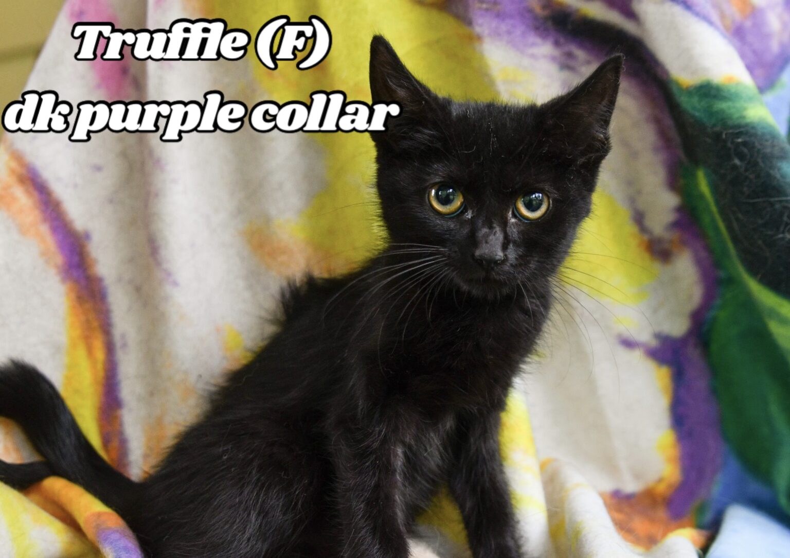 Pets – Shenango Valley Animal Shelter