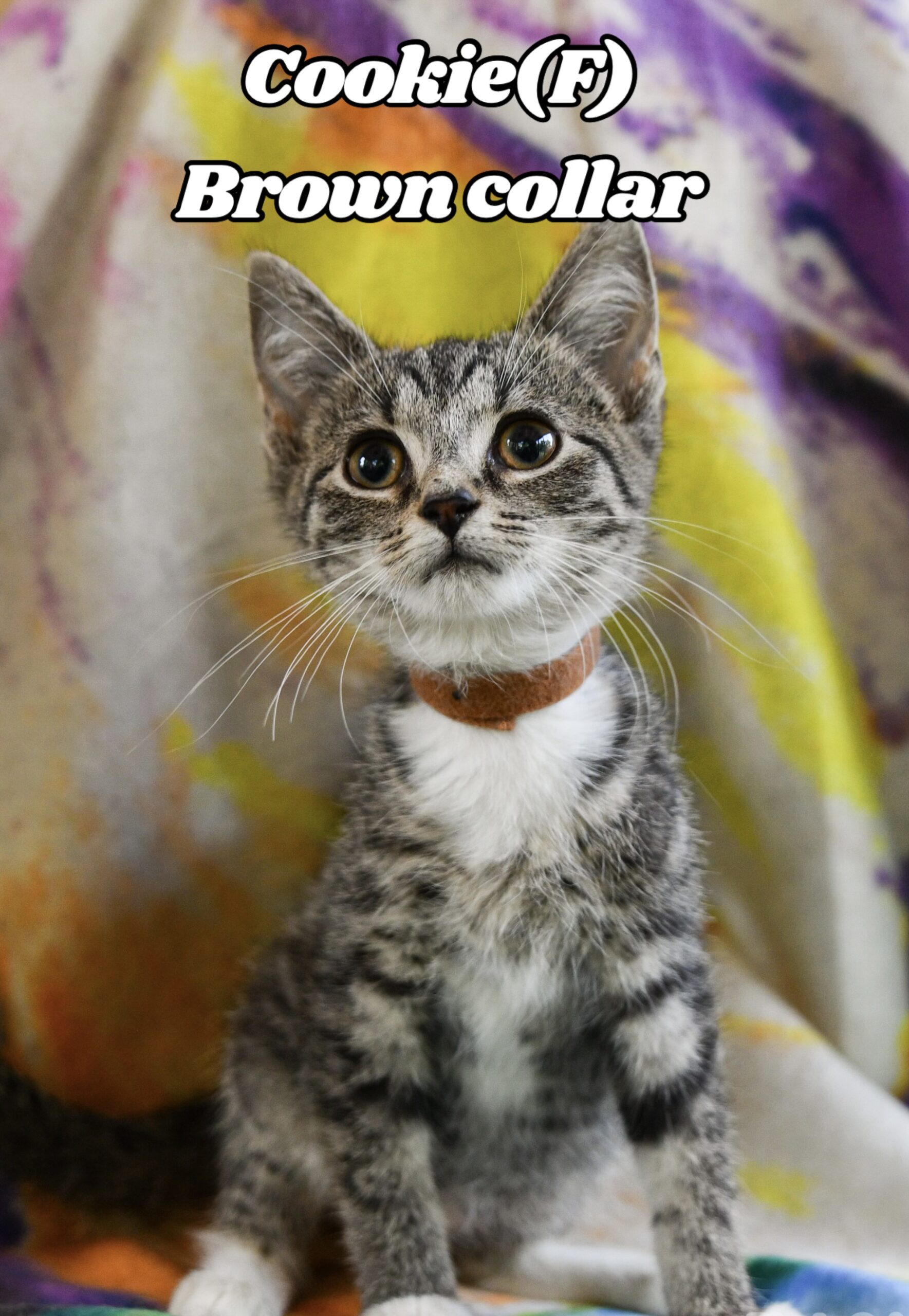 Pets – Shenango Valley Animal Shelter