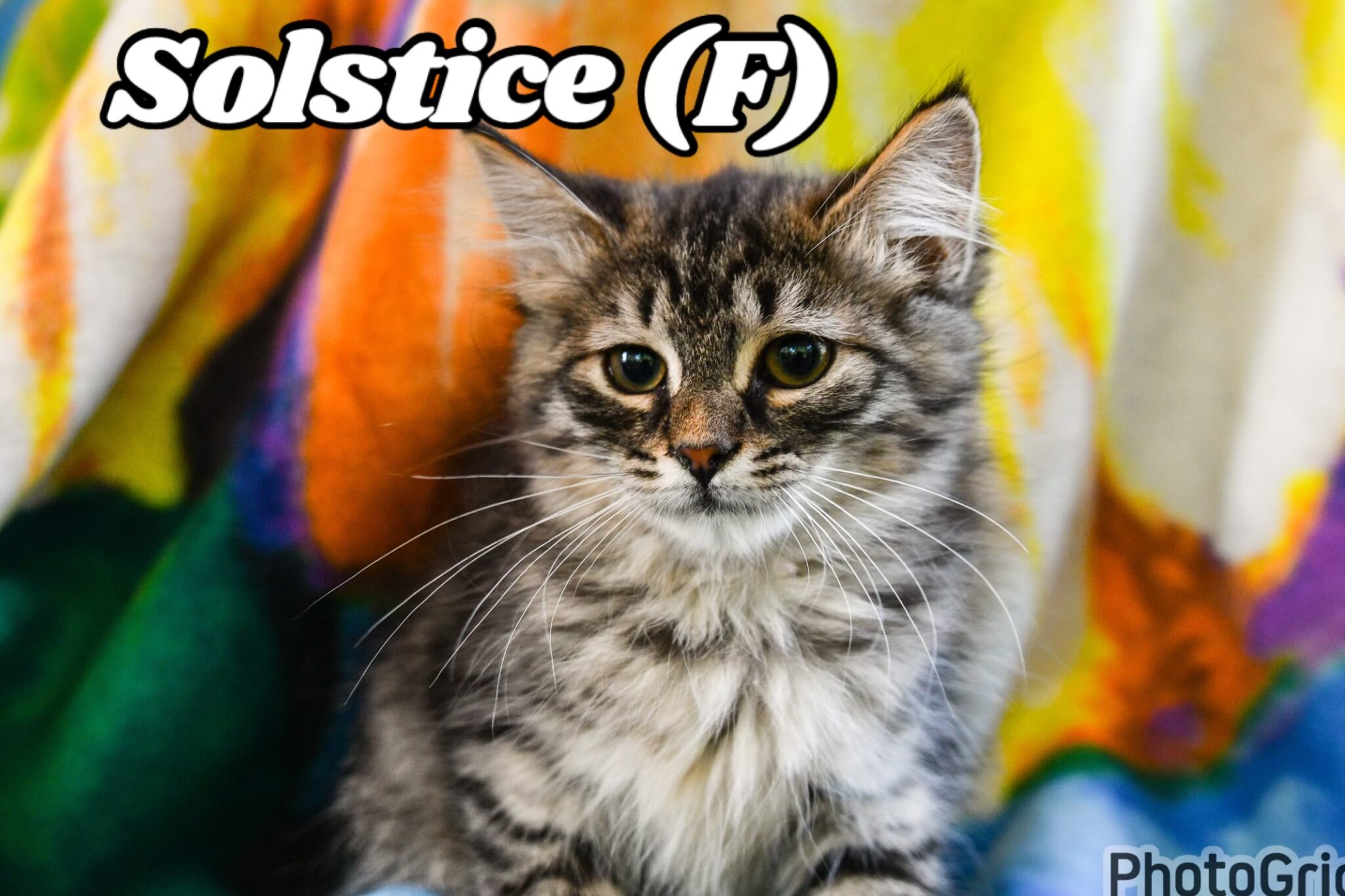 Pets – Shenango Valley Animal Shelter