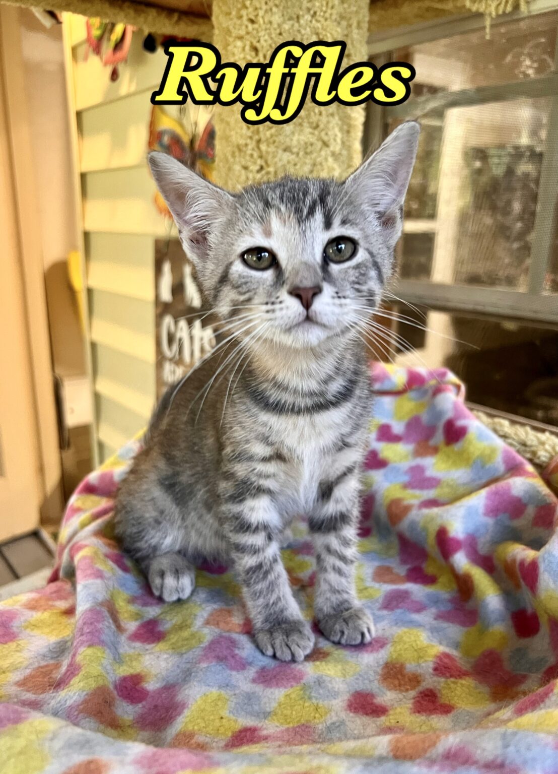 Pets – Shenango Valley Animal Shelter