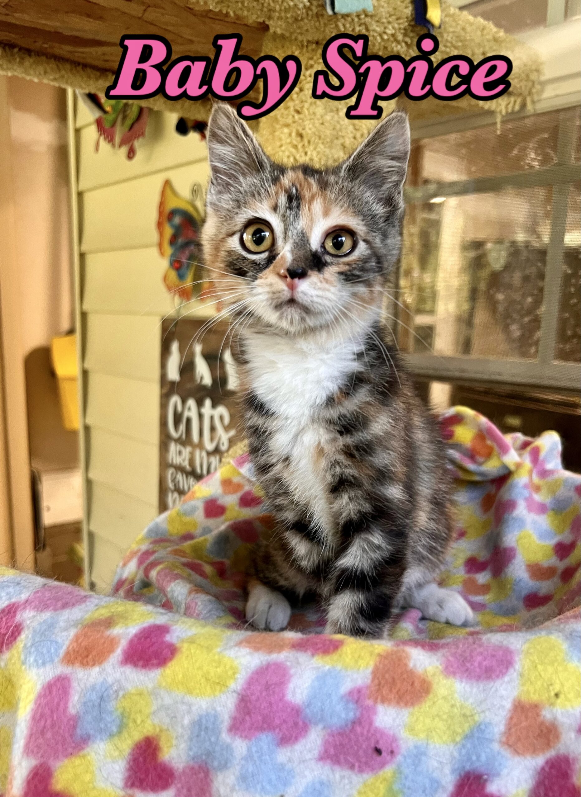 Pets – Shenango Valley Animal Shelter