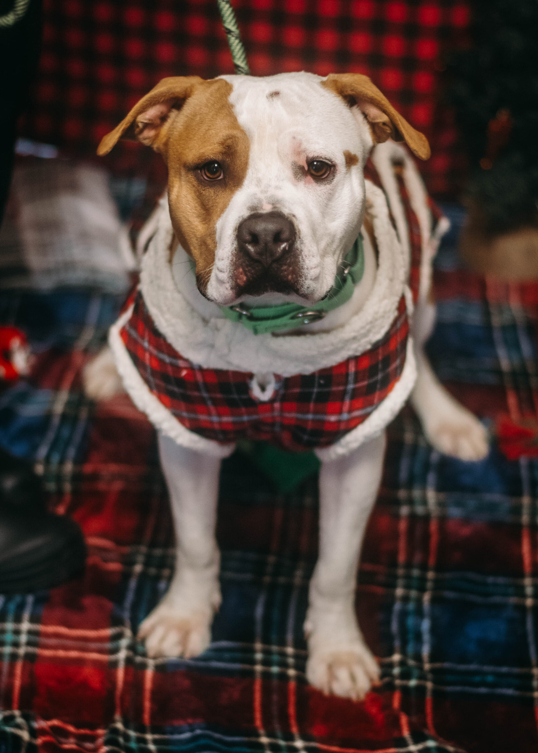 Pets – Shenango Valley Animal Shelter